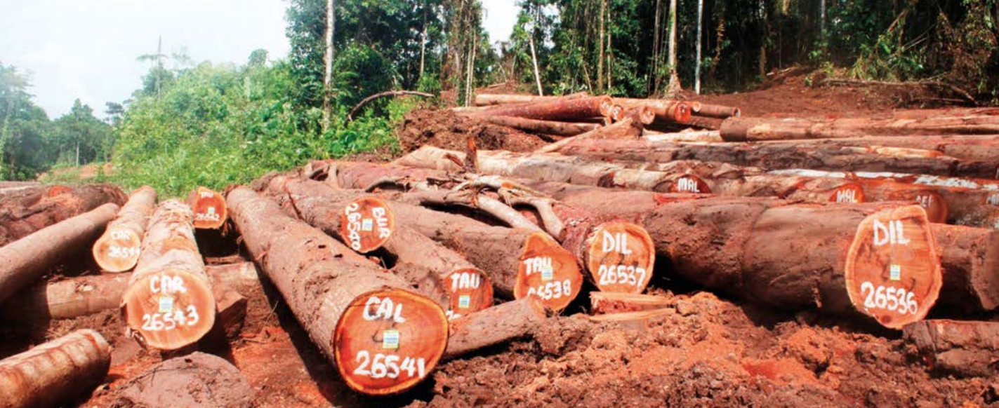 Logging company to pay damages of K353,350 | PNGi Central